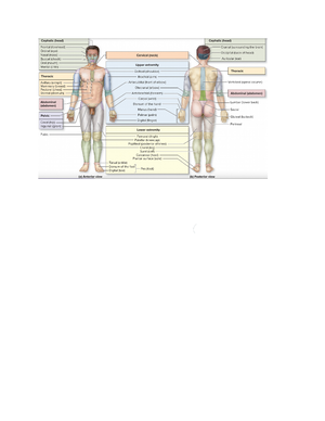 Unit 5 Anatomy - Review - Unit 5 Exam Review A&P Chapter 14 What is the ...