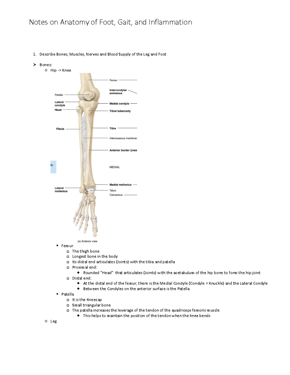 Notes on the Anatomy of the Leg, Gait and Inflammation - Describe Bones ...