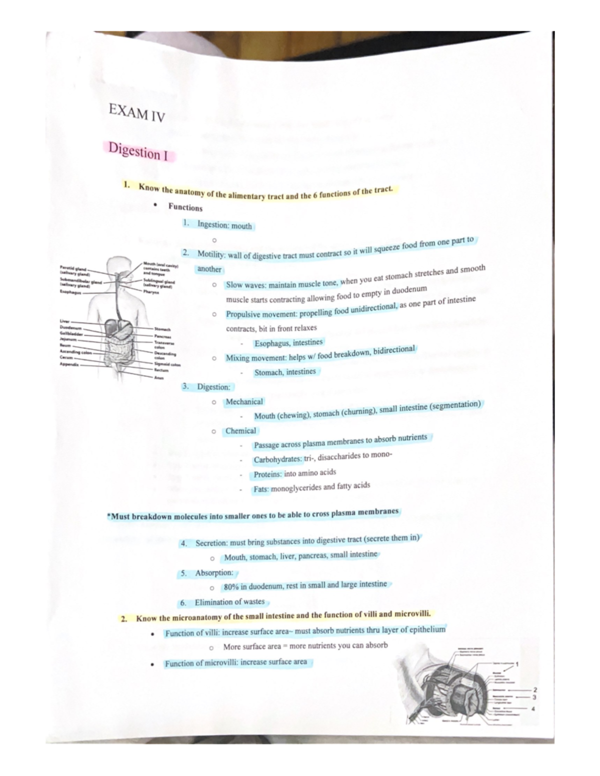 1. Know the anatomy of the alimentary tract and the 6 functions of the ...