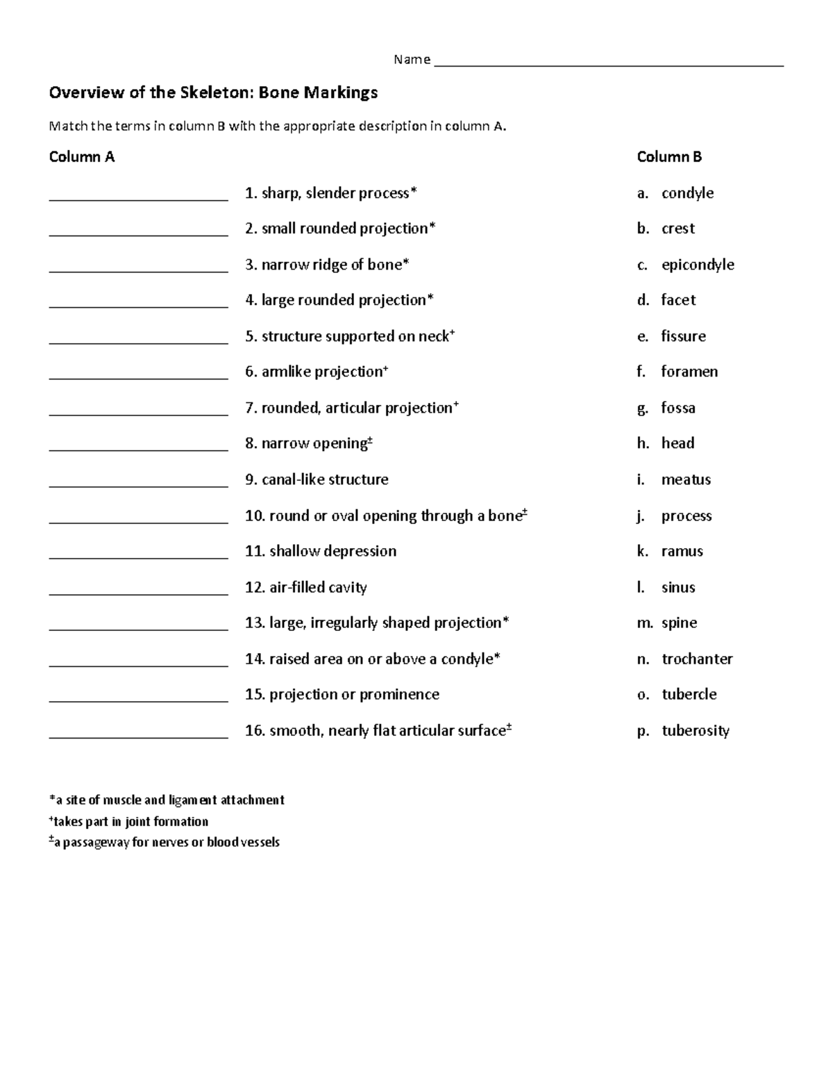 Lab 06 Worksheets - Lab work sheet - Overview of the Skeleton: Bone ...