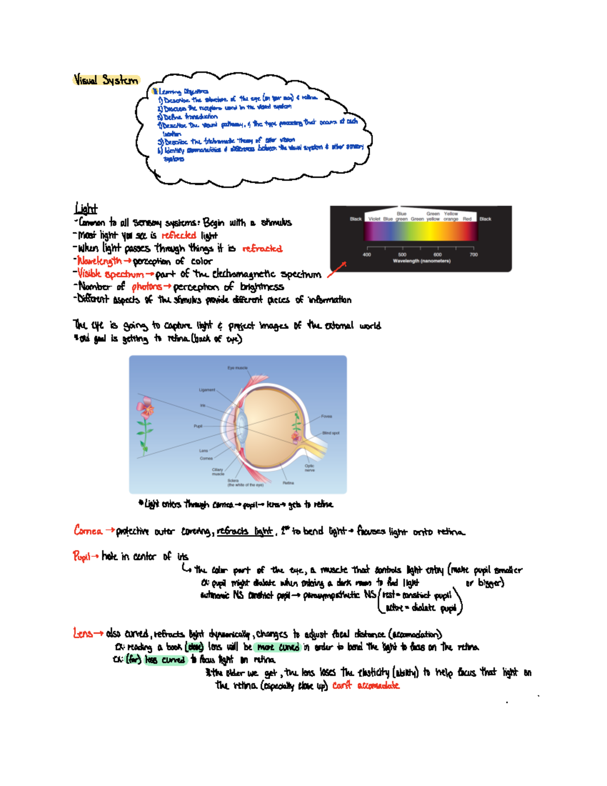 Visual System - Professor Jessica Simon - Visual System Learning ...