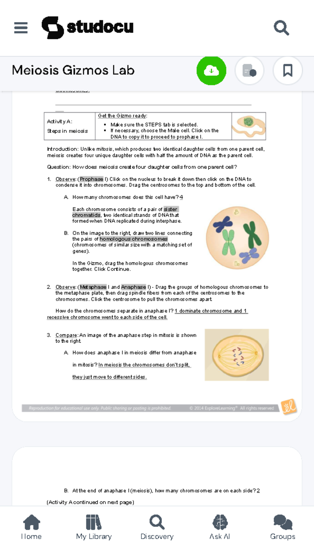 Meiosis Gizmos Lab - Name Date Student Exploration Meiosis Vocabulary ...