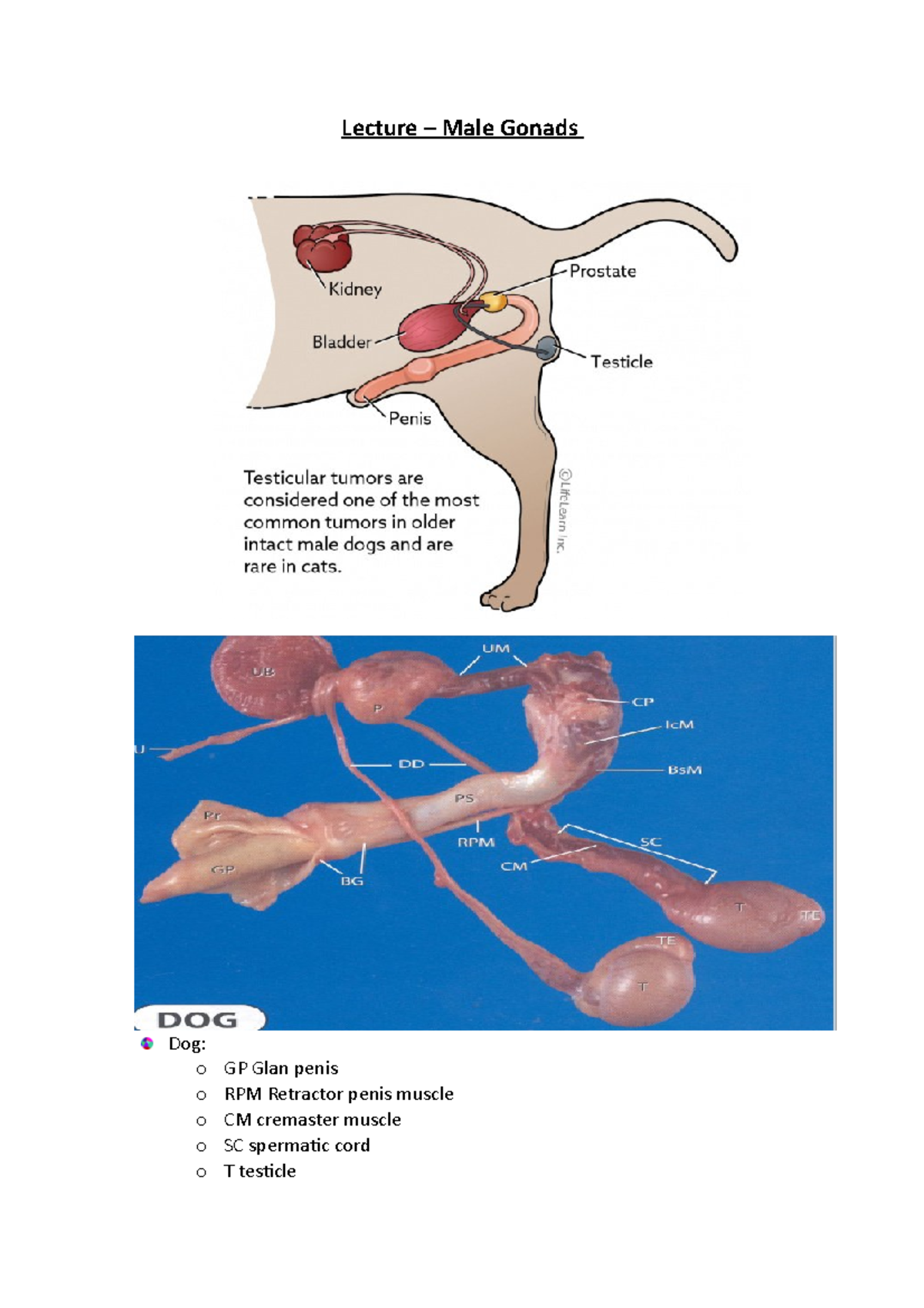 Lecture 119 - Male Gonads - Lecture – Male Gonads Dog: o GP Glan penis ...