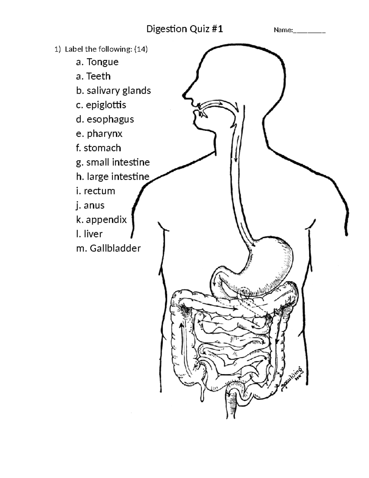 Digestion quiz 1 - 1) Label the following: (14) a. Tongue a. Teeth b ...