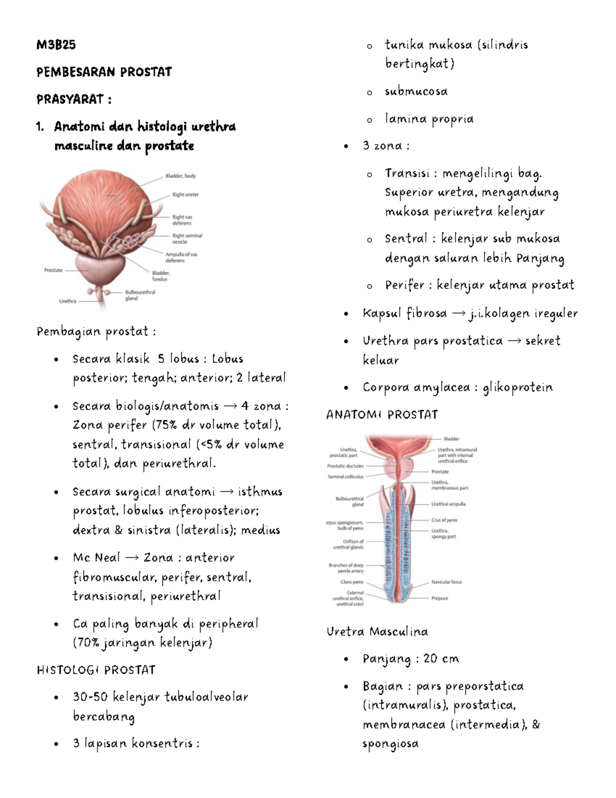 M3B25 Prasyarat - M3B PEMBESARAN PROSTAT PRASYARAT : Anatomi dan histologi urethra masculine dan ...