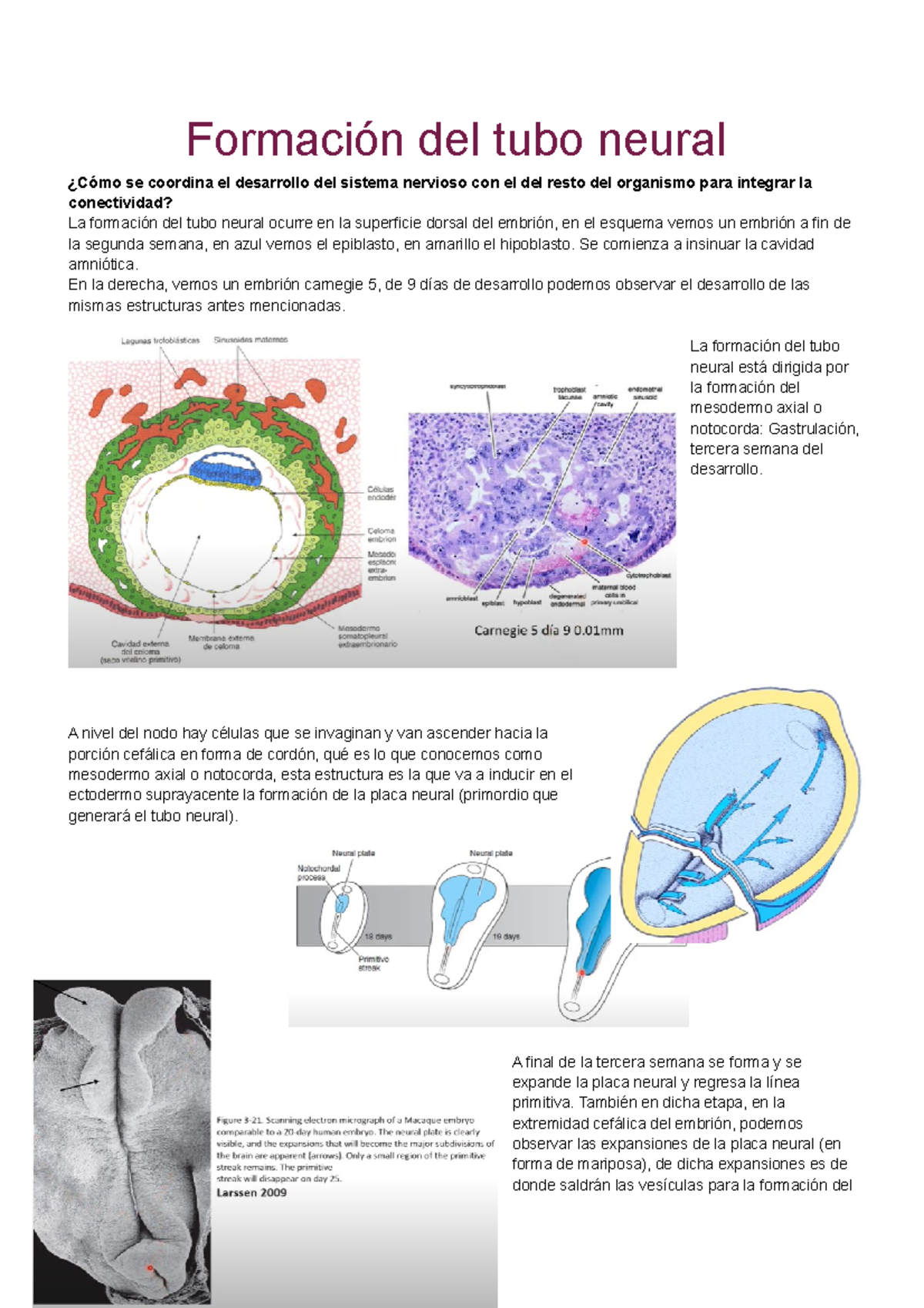 Desarrollo SN (formación del tubo neural) - Formación del tubo neural ...