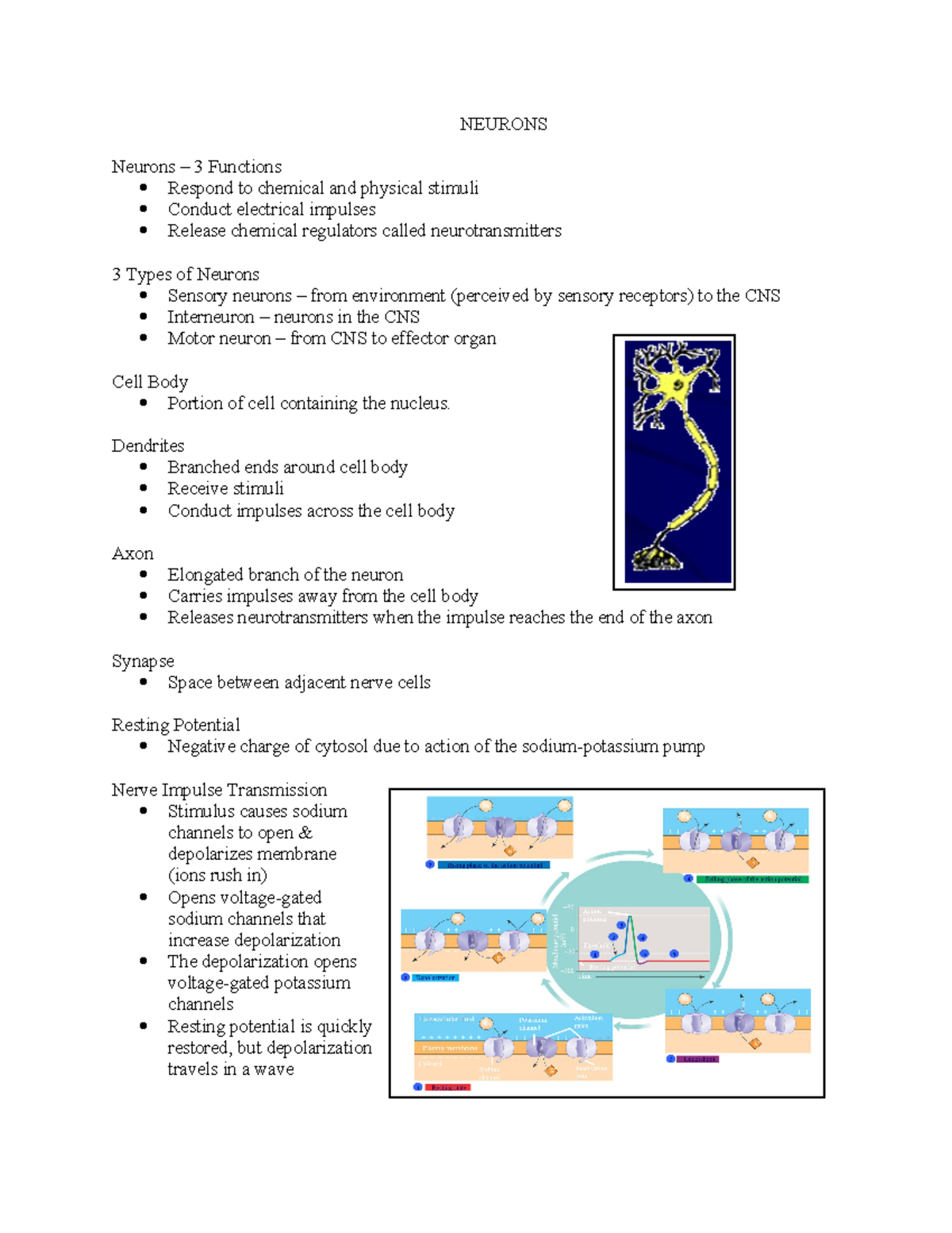 Neurons outline - Summary Campbell Biology in Focus - NEURONS Neurons ...