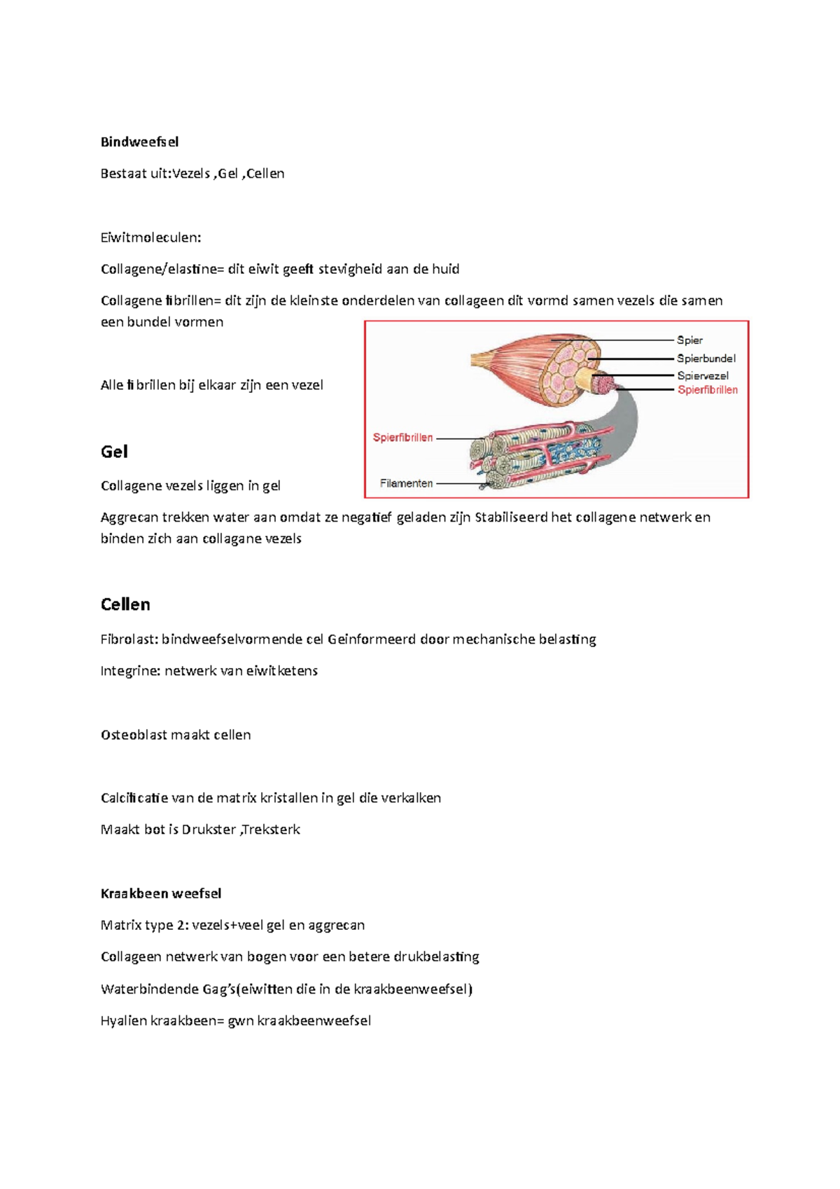 Fysiologie les 1 - Samenvatting p1 - Bindweefsel Bestaat uit:Vezels ...