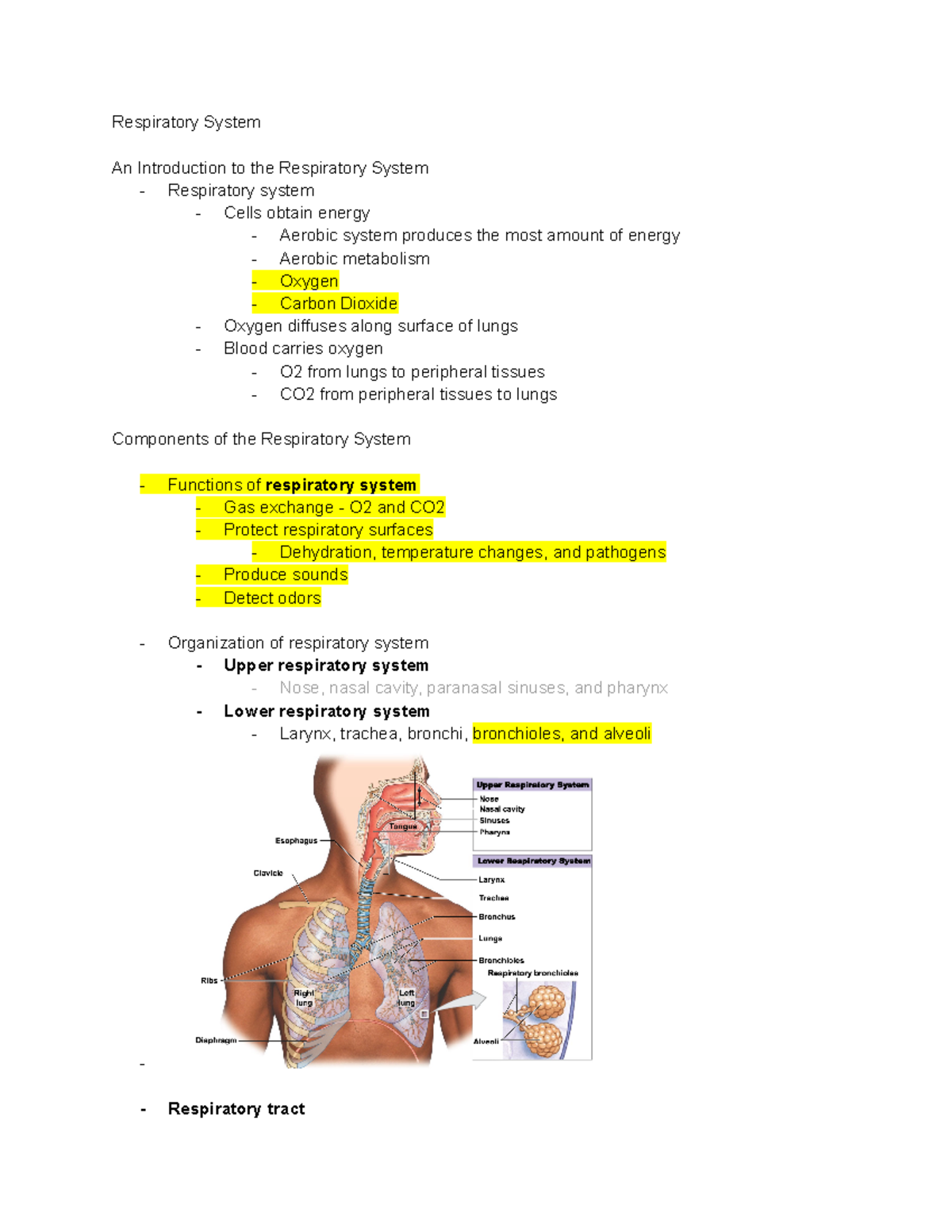 Anatomy 2 Exam 2 - Notes for the second exams Dr. Kaliath - Respiratory ...