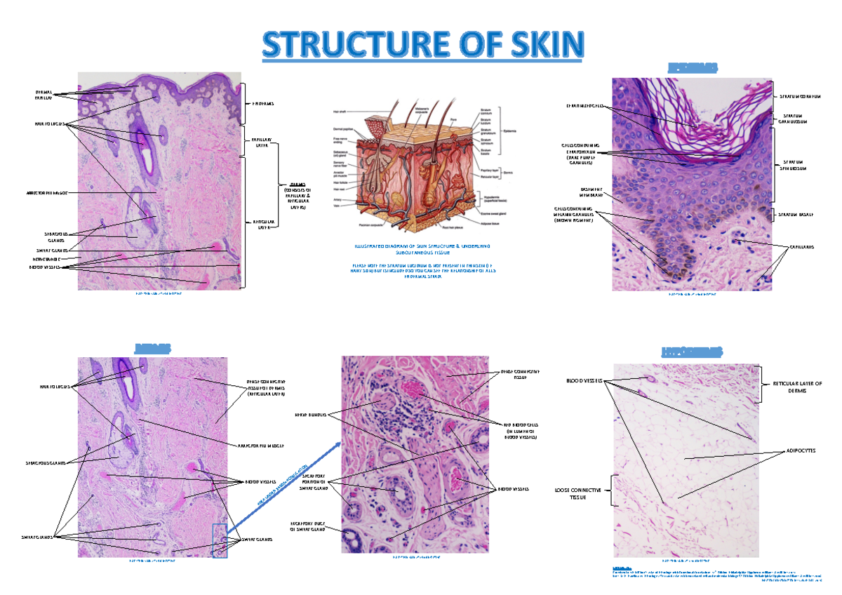 Wk 10 Prac 7 SKIN Poster for Anatomical Pathology Prac - ILLUSTRATED ...