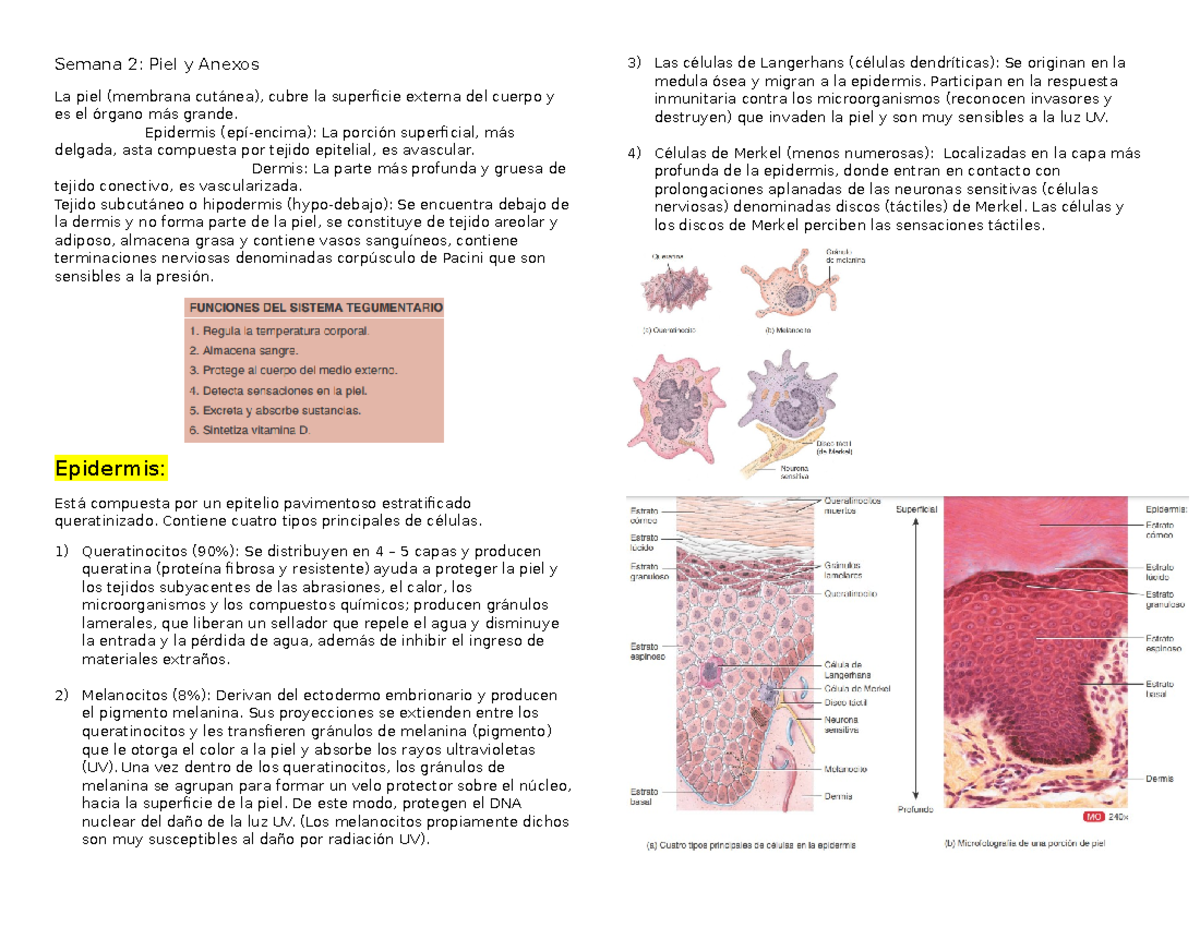 (S2) Epidermis, dermis y estructuras anexas a la piel - Semana 2: Piel y Anexos La piel ...