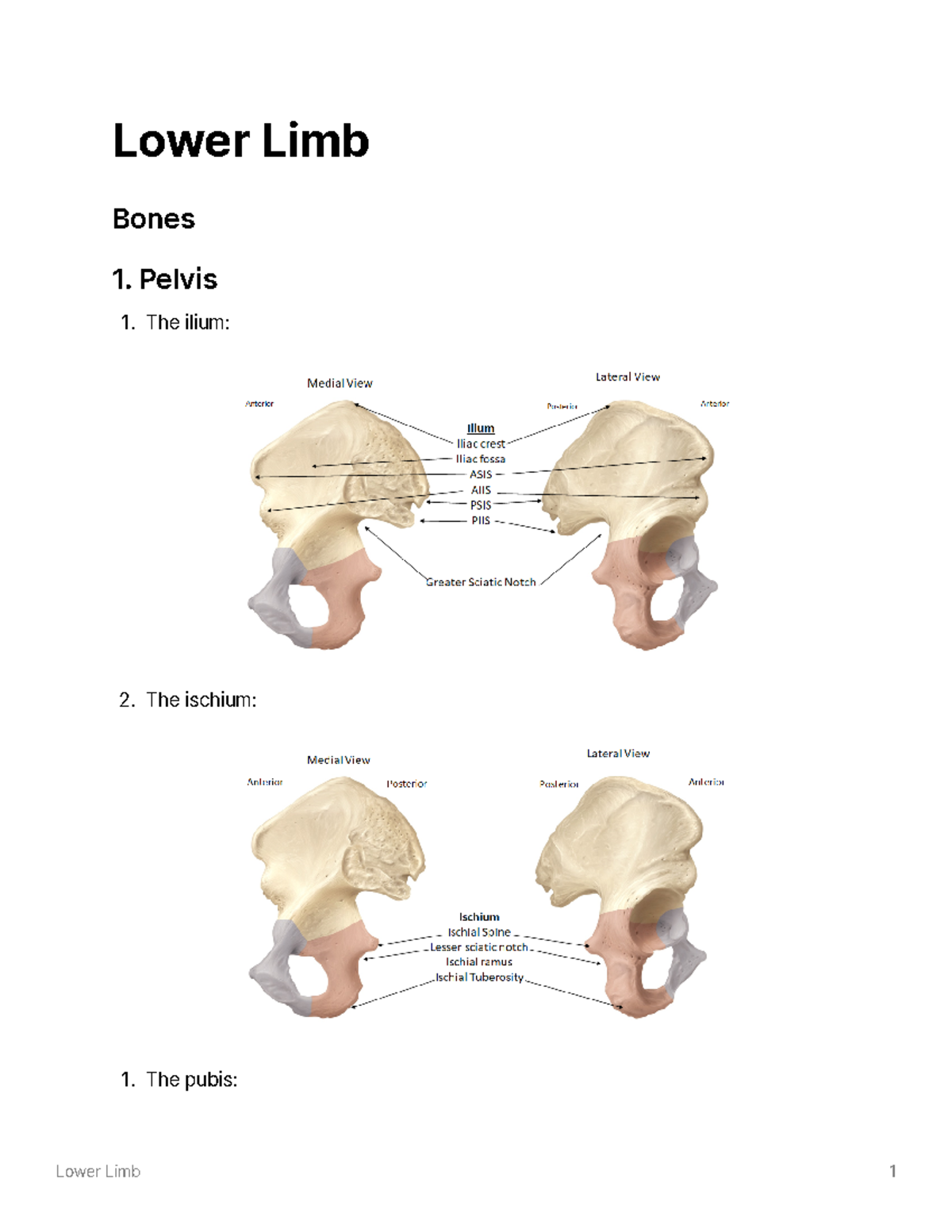 Lower Limb - Pelvis Ԙ The ilium: ԙ The ischium: Ԙ The pubis: Lower Limb ...