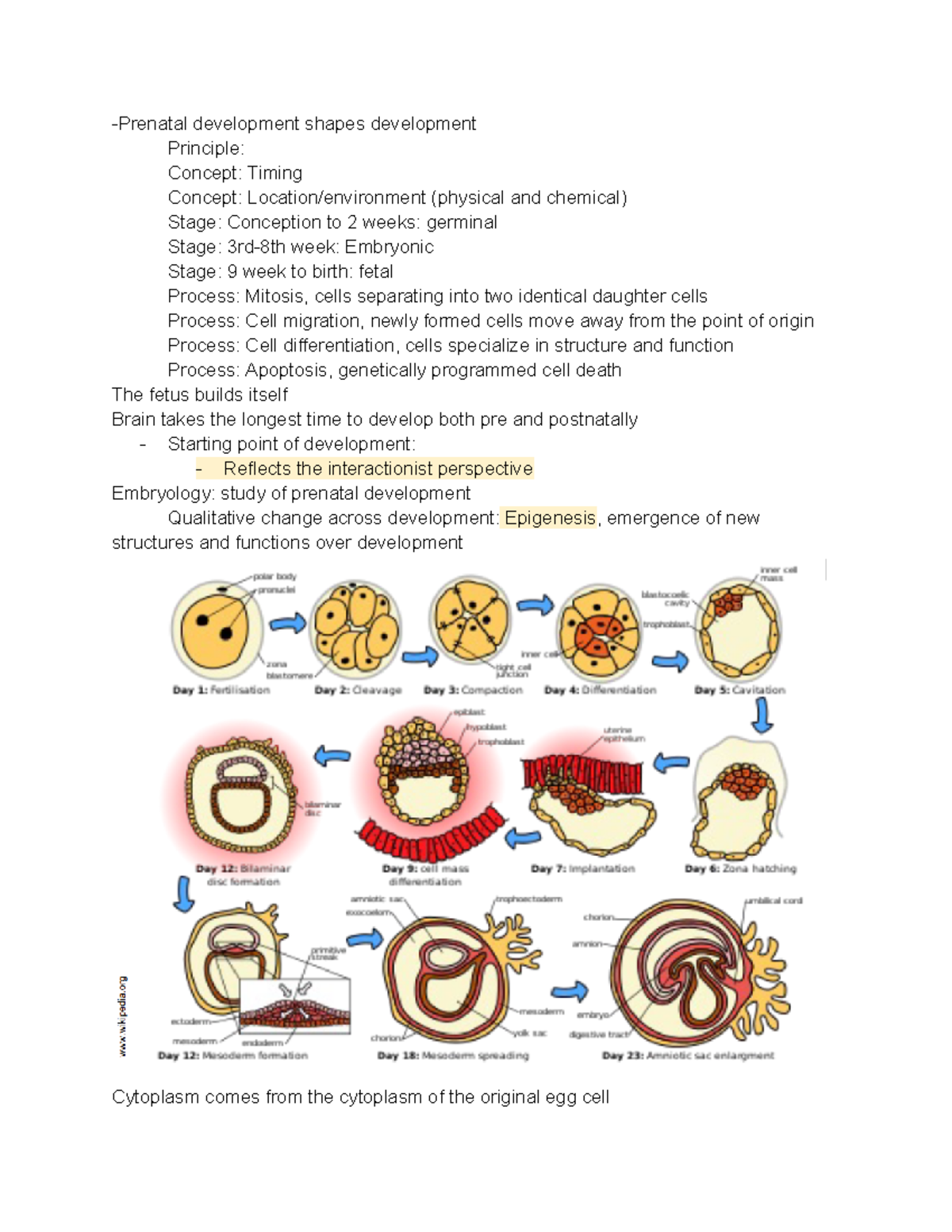 Intro to Developmental Psych Exam 1 Lecture Notes -Prenatal development ...