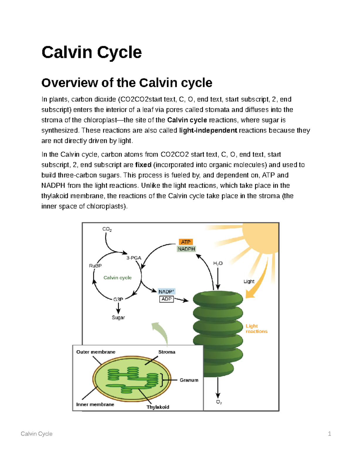 Calvin Cycle - These reactions are also called light-independent ...
