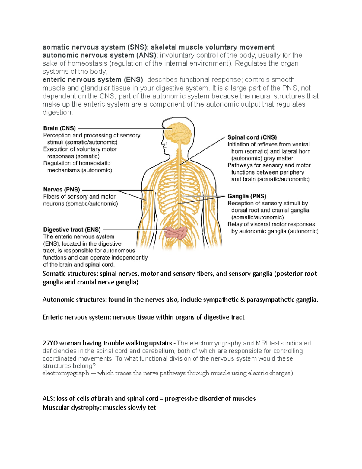 Nervous system exam 4 notes - somatic nervous system (SNS): skeletal ...