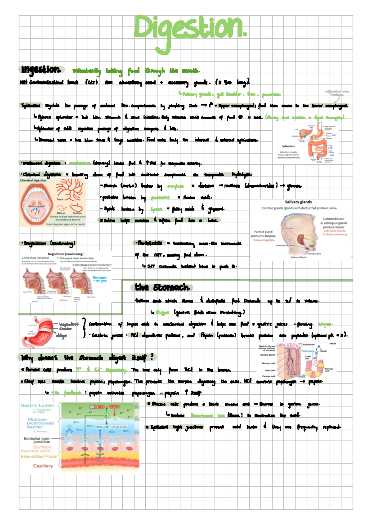 Digestion - Lecture notes: Anatomy of the GIT and metabolic physiology ...