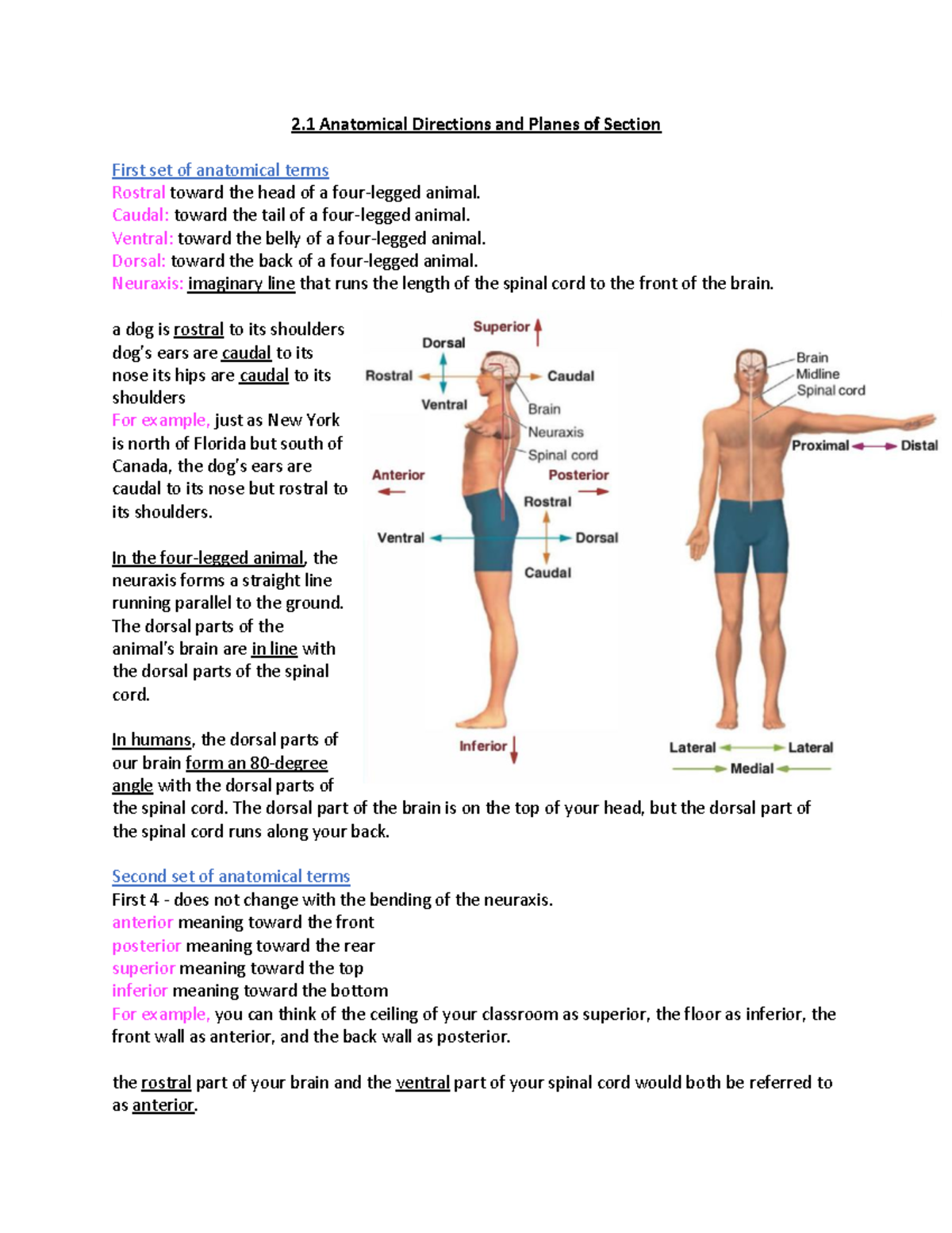 PSYB64 Chapter 2 Notes both book and lecture - 2 Anatomical Directions ...