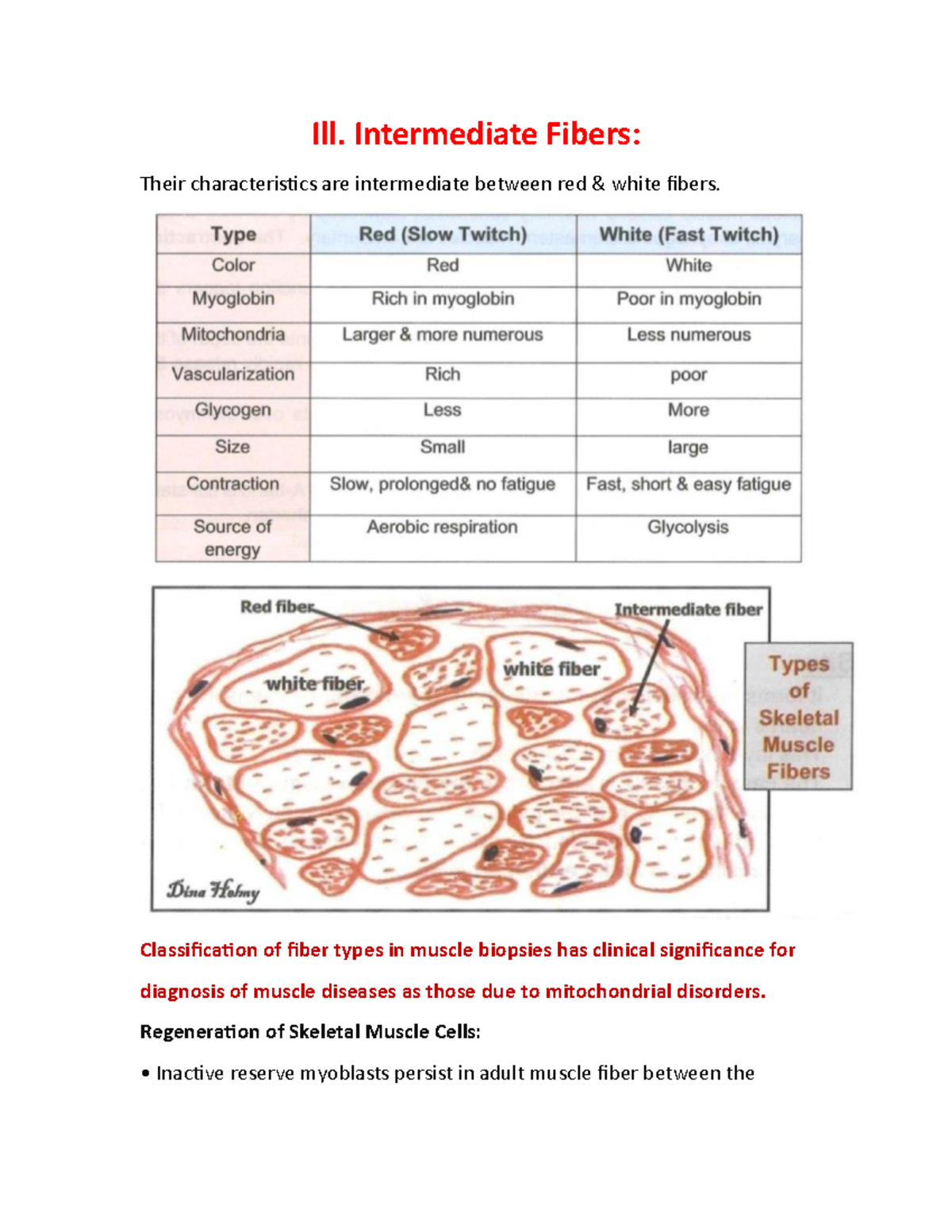 Intermediate Fibers - Ill. Intermediate Fibers: Their characteristics ...