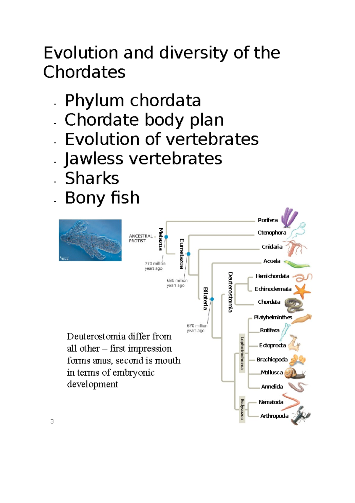 Chordates 1-5 - Lecture notes 1-5 - Evolution and diversity of the ...