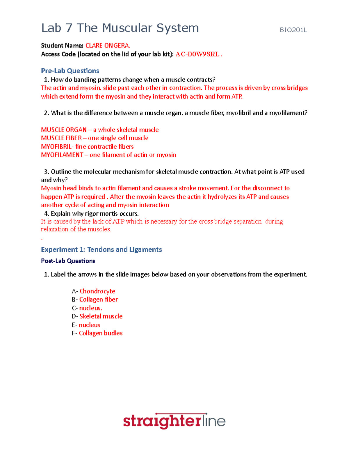 LAB7WORD - Lecture notes 5-9 - Lab 7 The Muscular System BIO201L ...