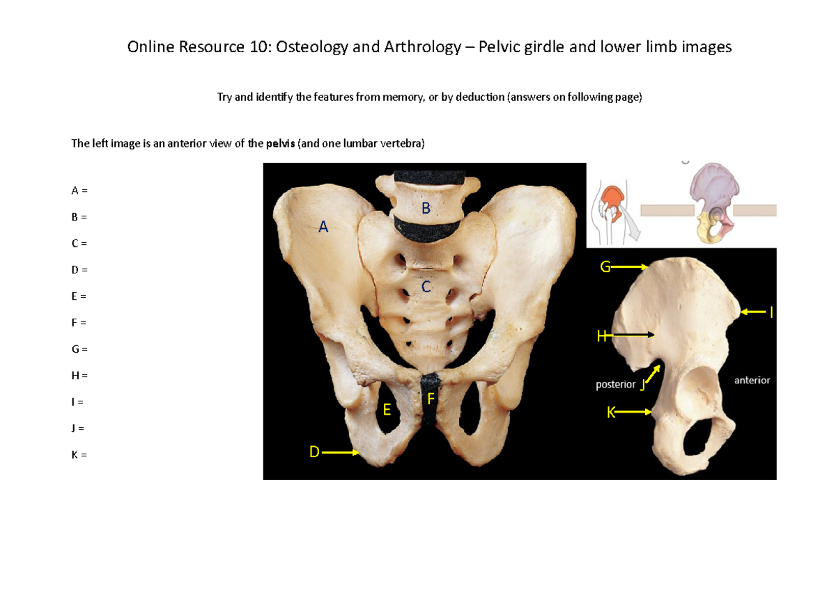 Online Resource 10 Images for pelvic girdle and lower limb - Online ...