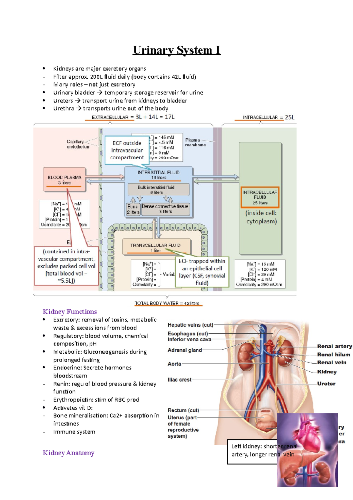 Urinary System I, II, III, IIII - Urinary System I Kidneys are major ...
