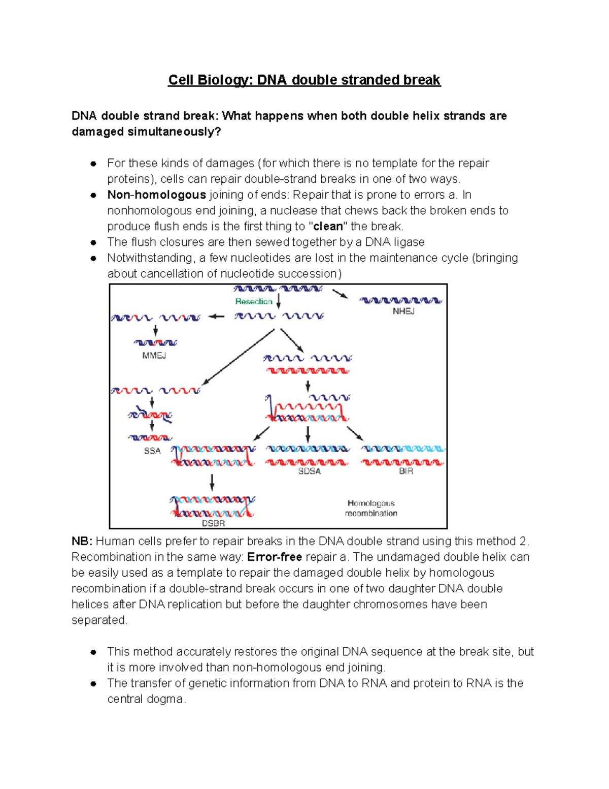 Cell Biology DNA double stranded break - Non-homologous joining of ends ...