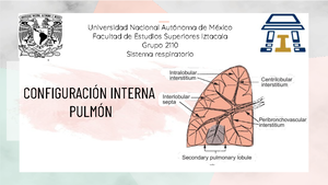 Pulmónes - Describe la anatomía y fisiologia de los pulmones - Pulmones ...