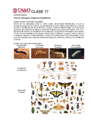 Phylum Arthropoda, Subphylum Mandibulata Clase Crustacea - CLASE 20 ...
