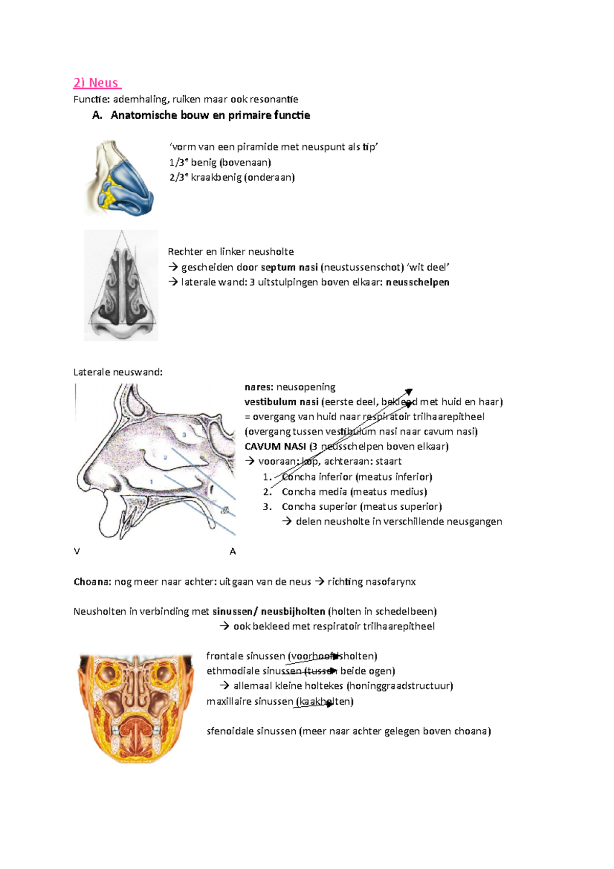 samenvatting articulatie deel 2 - 2) Neus Functie: ademhaling, ruiken ...