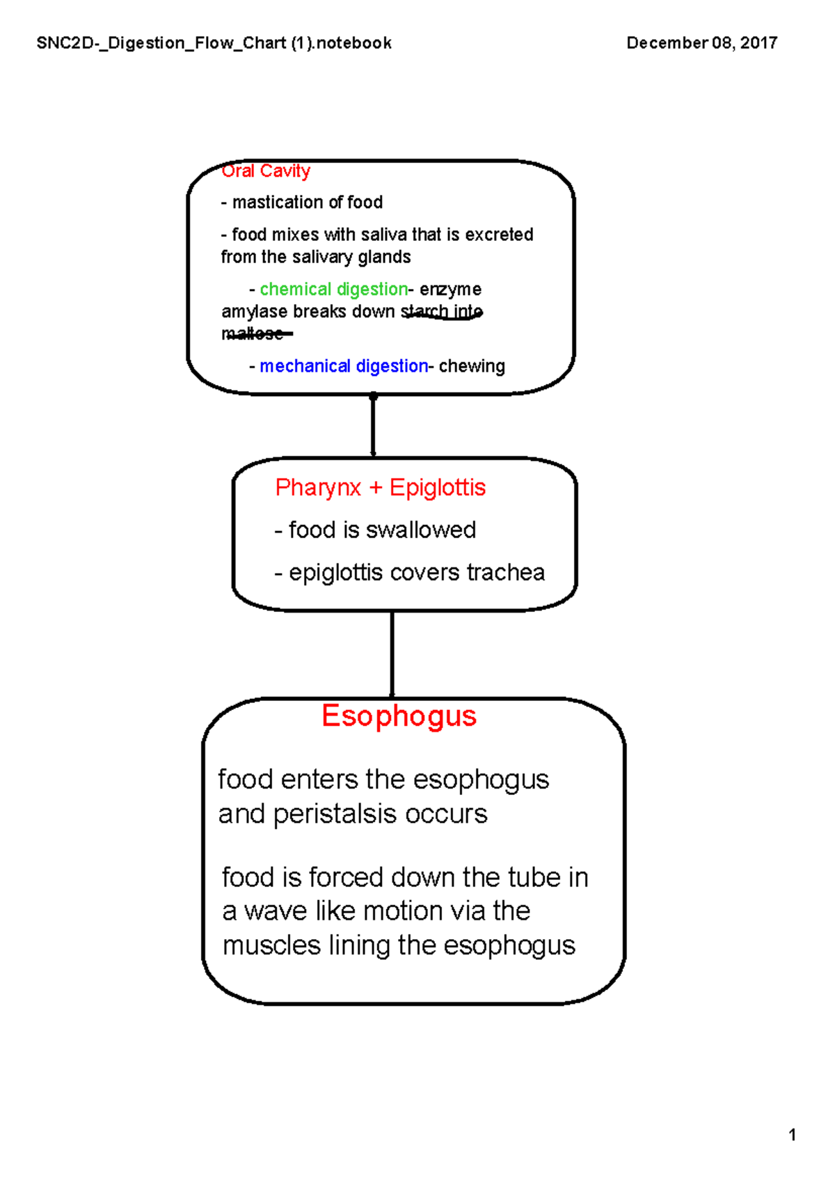 SNC2D-Flow chart of digestion - SNC2D­_Digestion_Flow_Chart (1).notebook 1 **December 08 ...