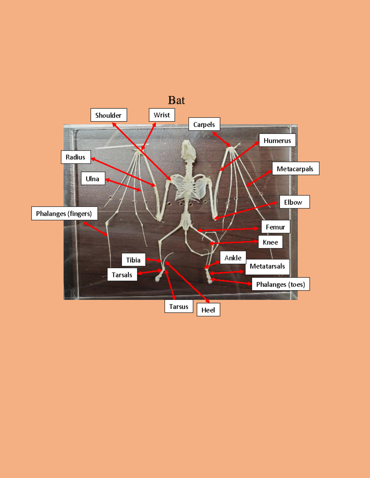 Comparative Vertebrate Anatomy Results (Labeled) - Bat Humerus Radius ...