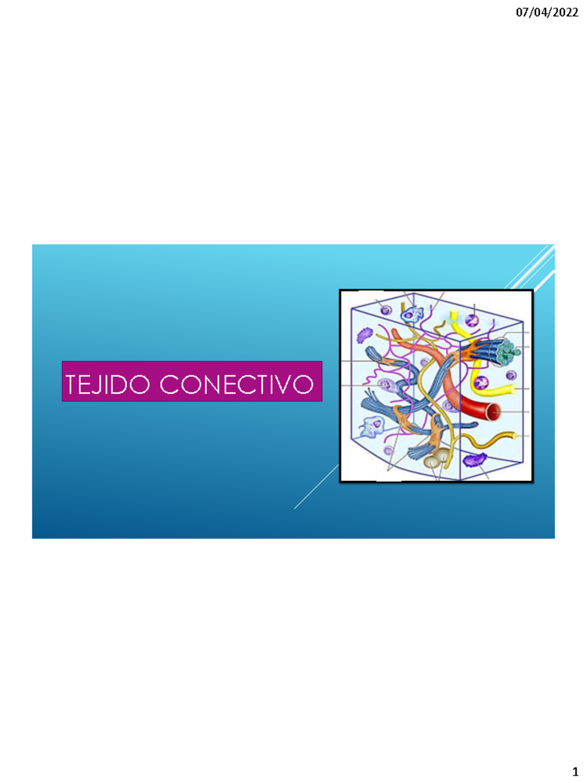 Tejido Conectivo - gaaaaaaaaaaaaaaaaaaaaa - TEJIDO CONECTIVO tejido ...