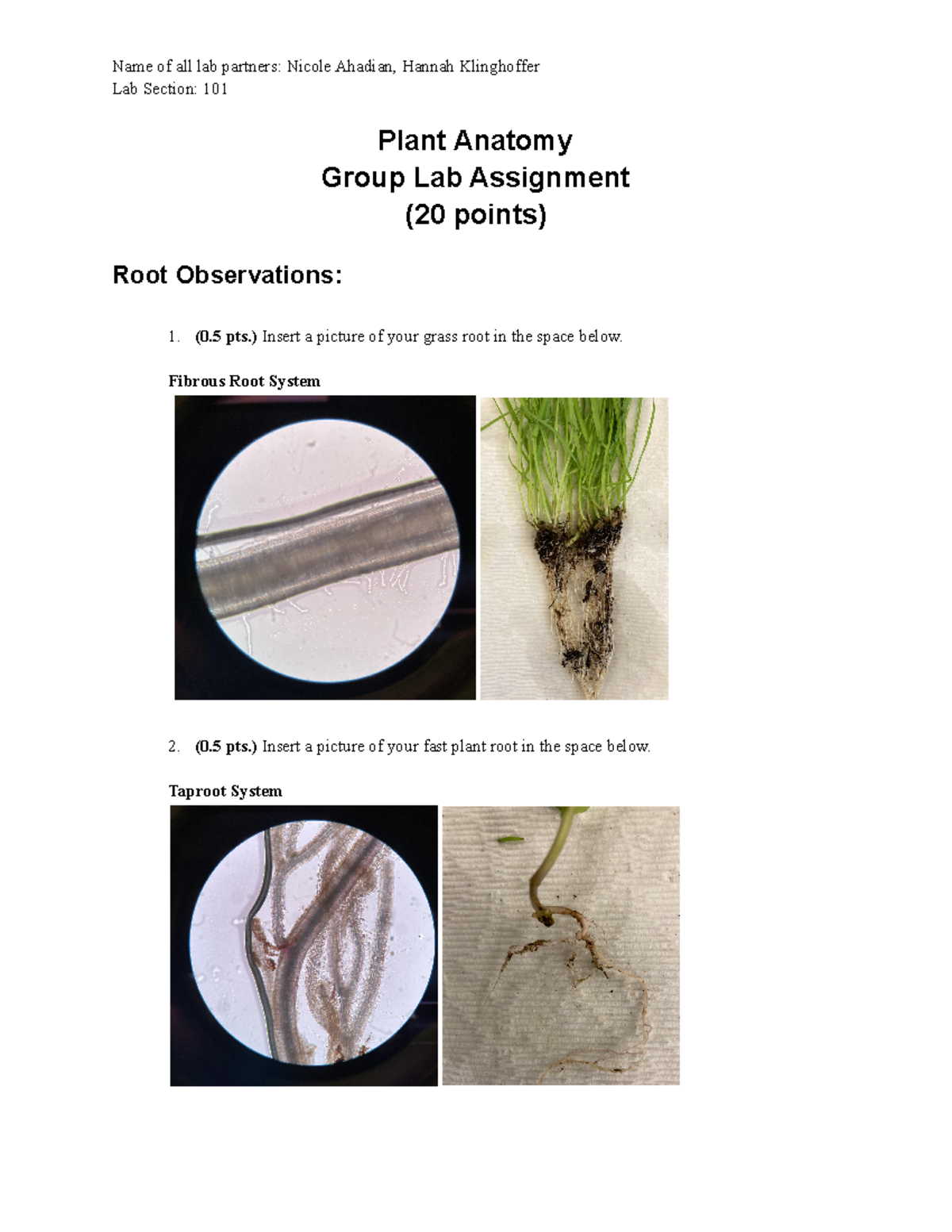 Plant Anatomy Lab Assignment - Lab Section: 101 Plant Anatomy Group Lab ...