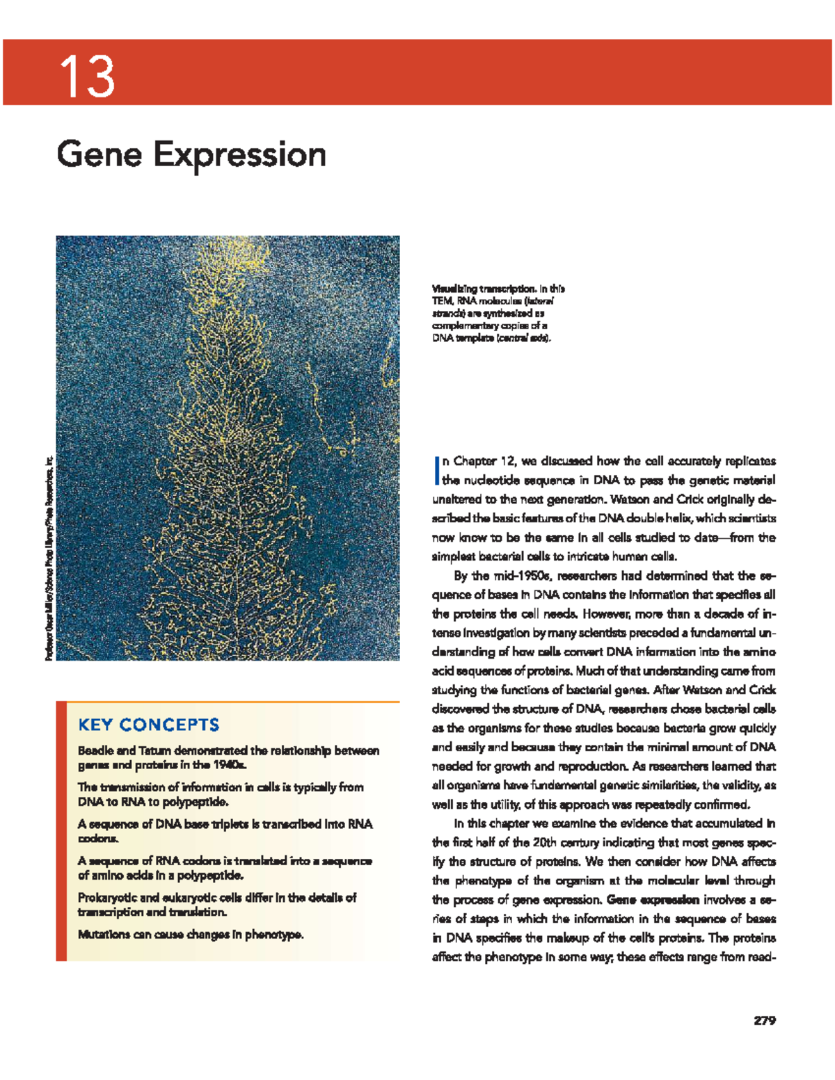 Chapter 13- Gene expression - general biology - Studocu