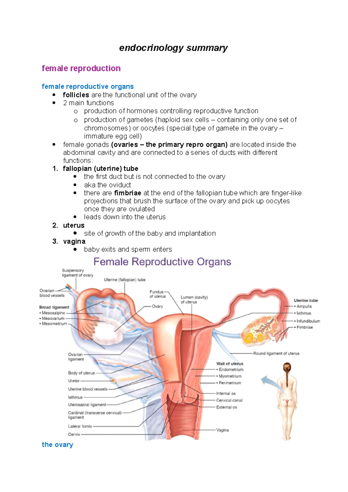 BIOM3020 summary - endocrinology summary female reproduction female ...