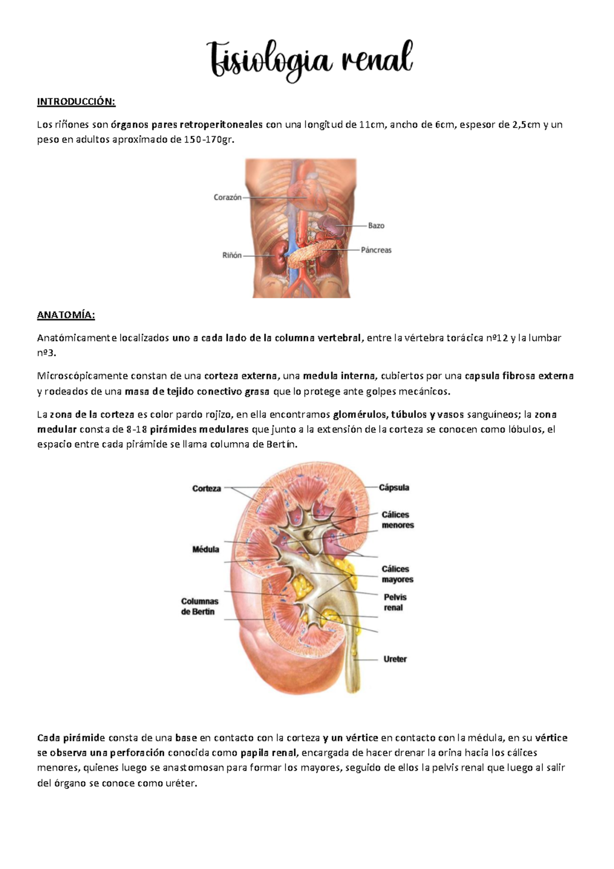 Renal Completo - INTRODUCCIÓN: Los riñones son órganos pares ...