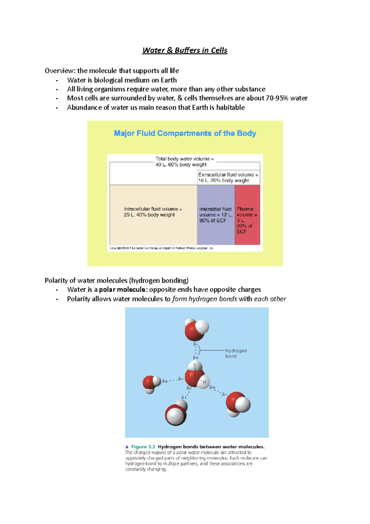 Water and Buffers in Cells - Water Buffers in Cells Overview: the ...