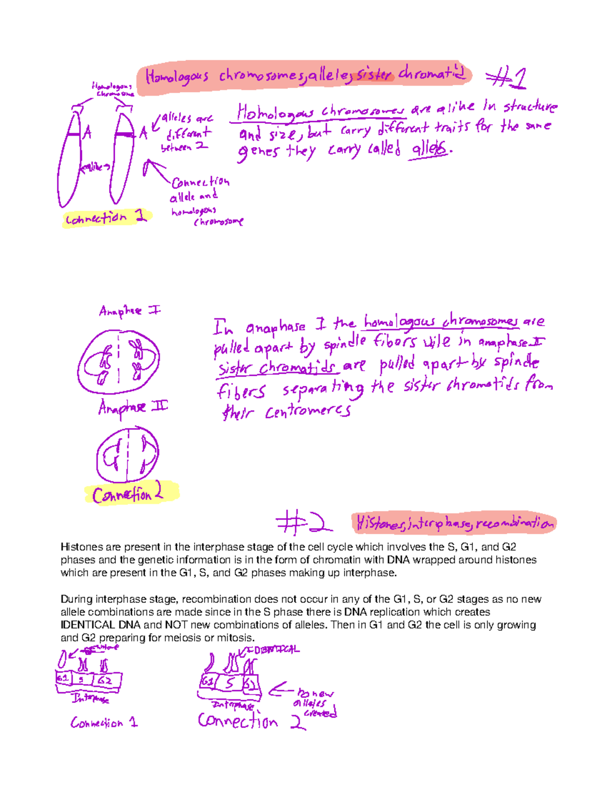 Chapter 2 concept map - Histones are present in the interphase stage of ...