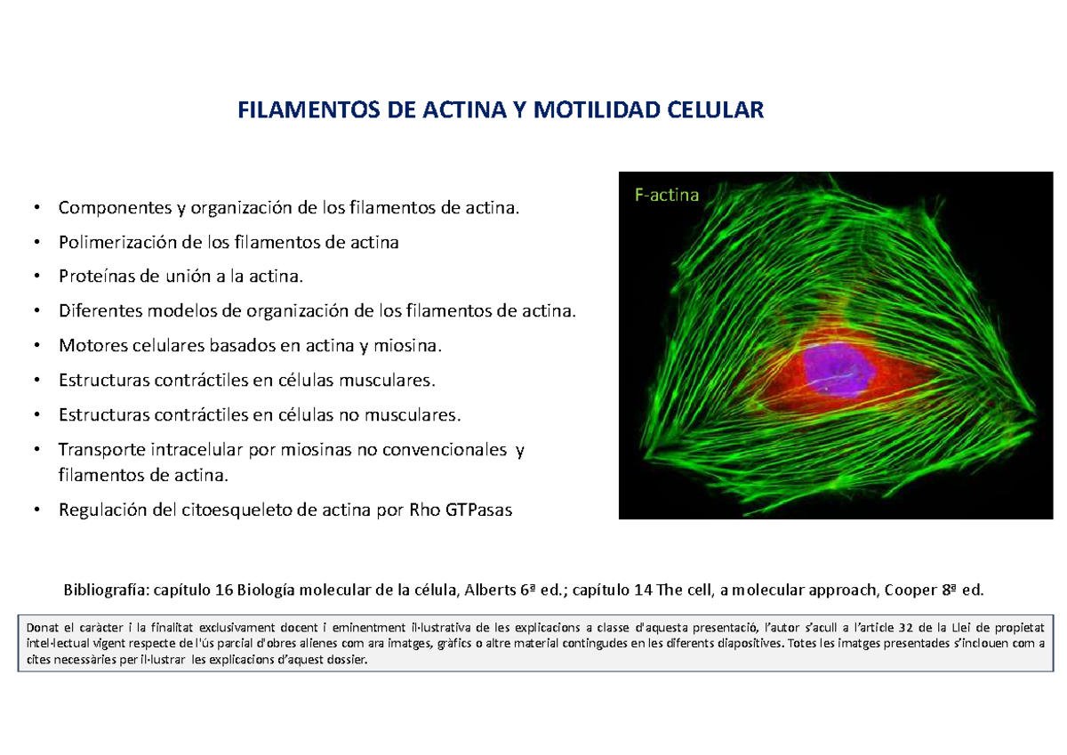 Citoesqueleto microfilamentos SA 2021 - FILAMENTOS DE ACTINA Y ...