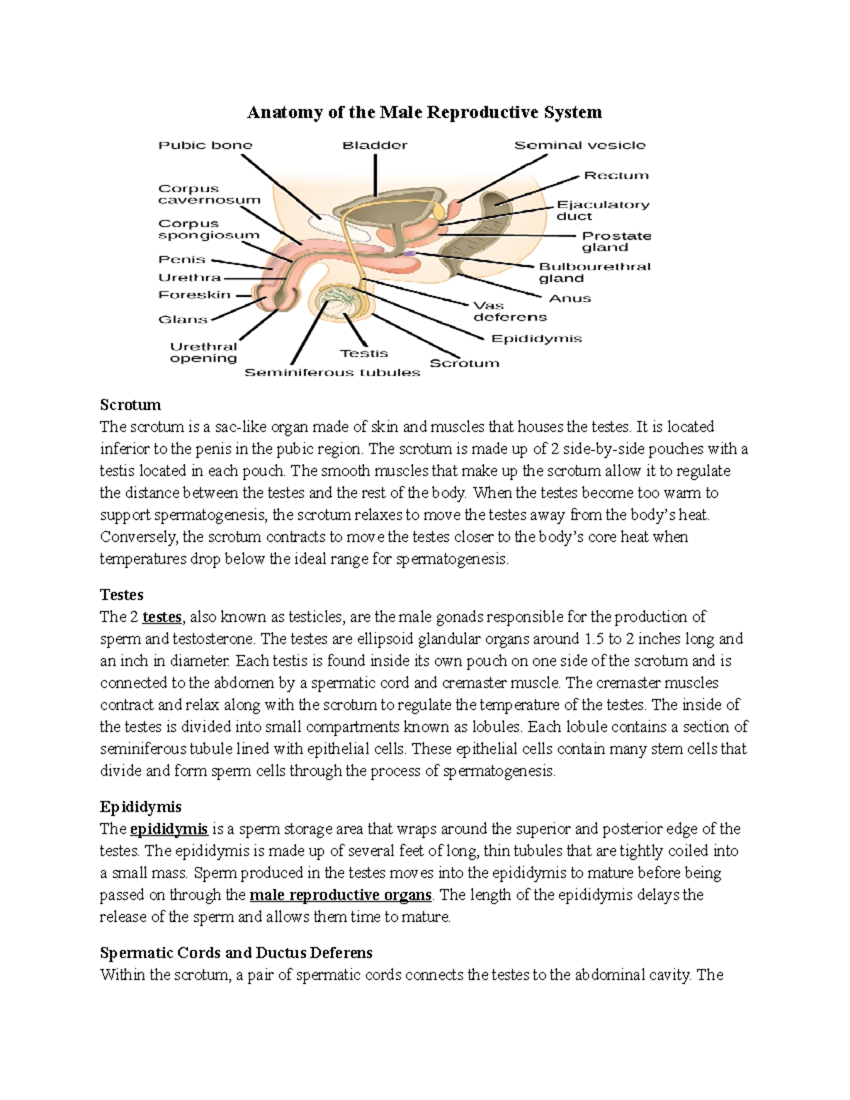 207254528 Anatomy of the Male Reproductive System - Anatomy of the Male ...