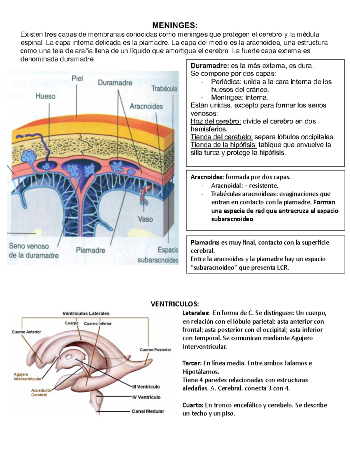 Anatomia - sistema nervisos - MENINGES: Existen tres capas de membranas ...