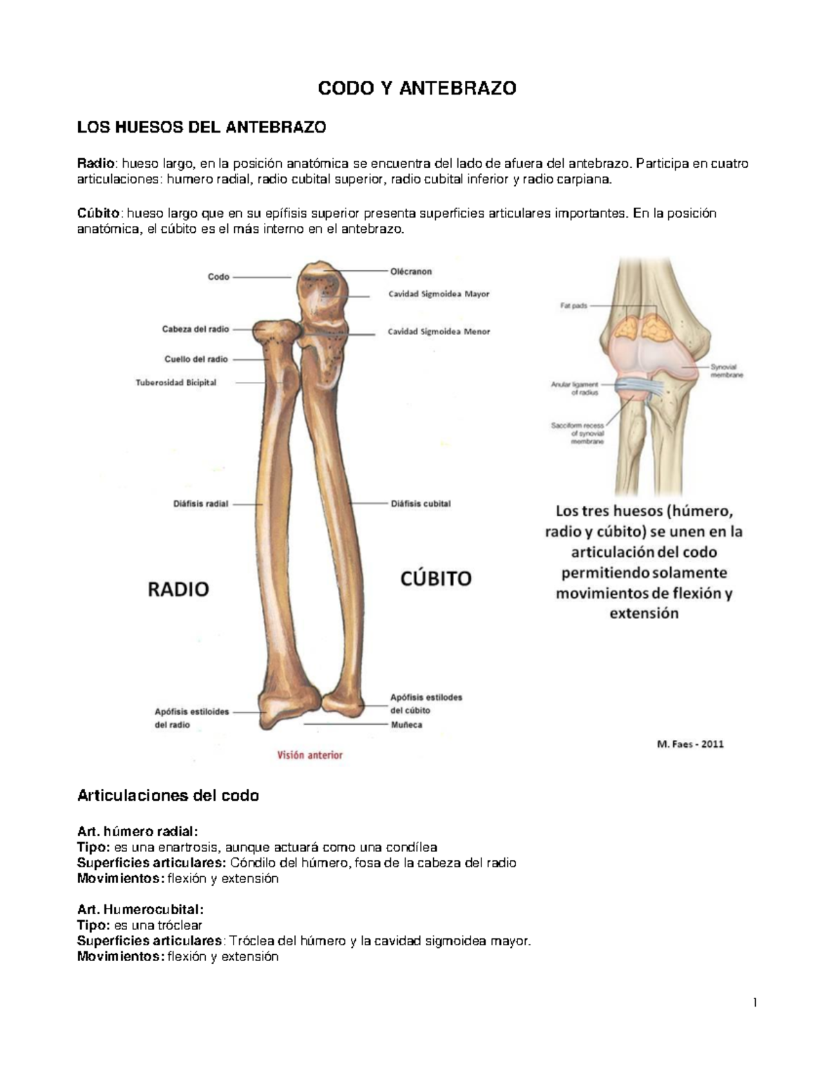 10Codo Antebrazo - apunte - CODO Y ANTEBRAZO LOS HUESOS DEL ANTEBRAZO ...