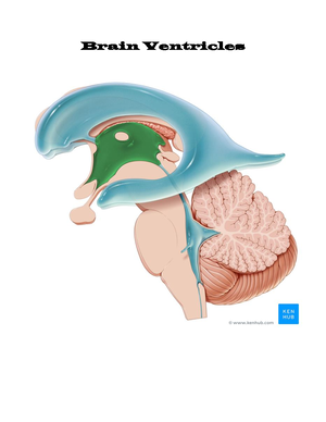 5. Midbrain - Neuroanatomy course with atlas - Midbrain ####### It lies ...
