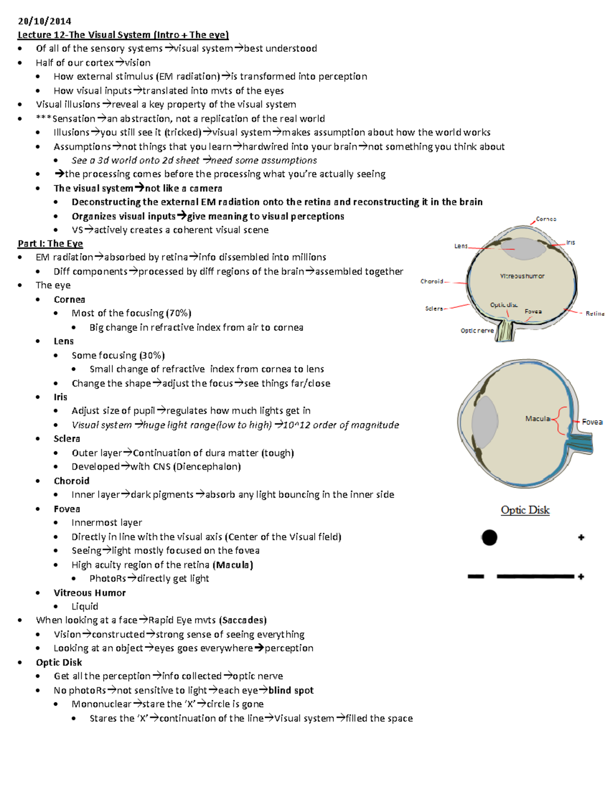 Lecture 12-15 -Visual System - 20/10/ Lecture 12-The Visual System ...