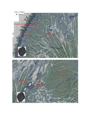ANAT3009 - lecture note - ANAT3009: Functional Histology Wk1 ...