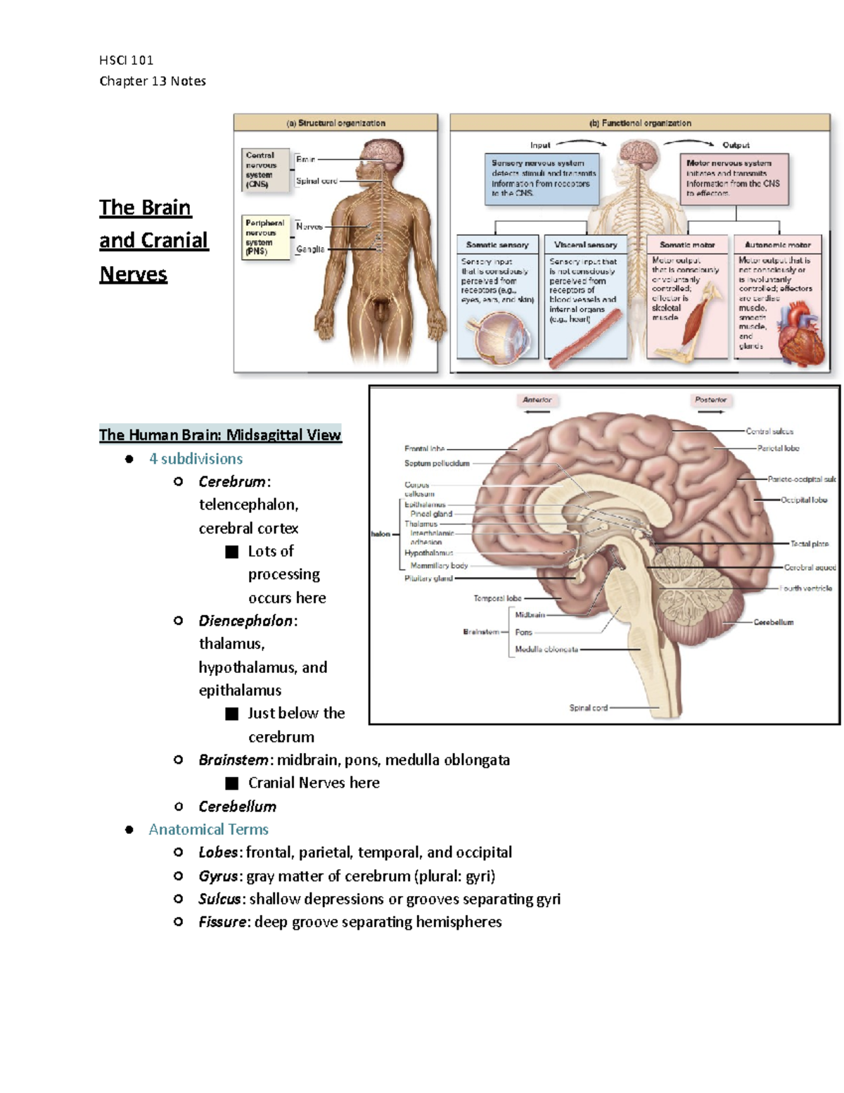 Anatomy and Physiology 102 Chapter 13 Notes Winter 23 - Chapter 13 ...