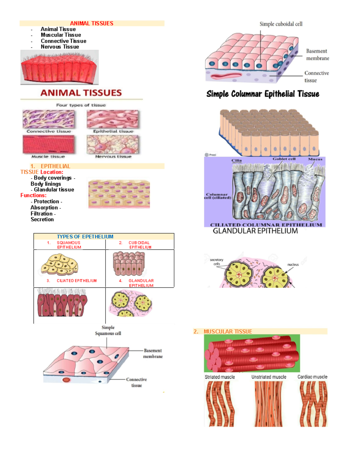 Animal Tissue Notes - jdbddjjdjdjd - ANIMAL TISSUES - Animal Tissue ...