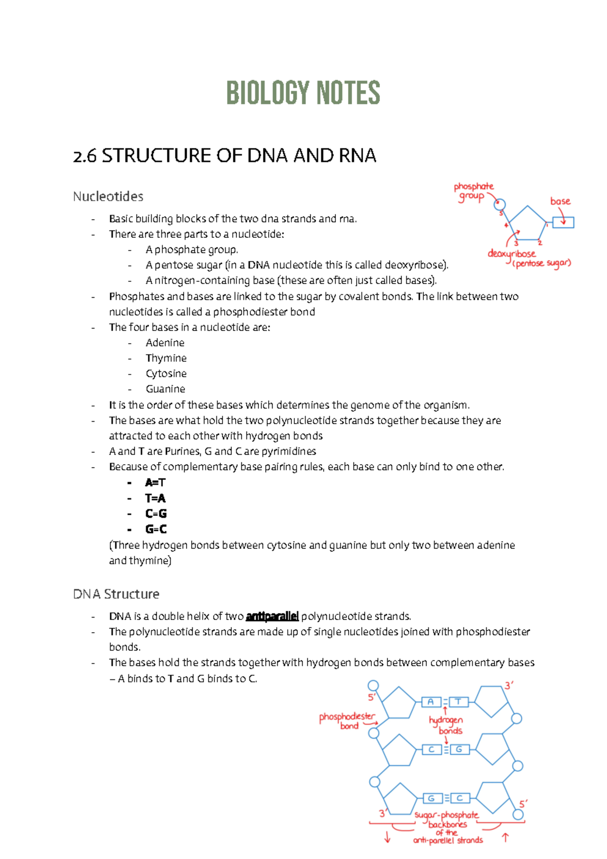 Biology Notes - Google Docs - BIOLOGY NOTES 2 STRUCTURE OF DNA AND RNA ...