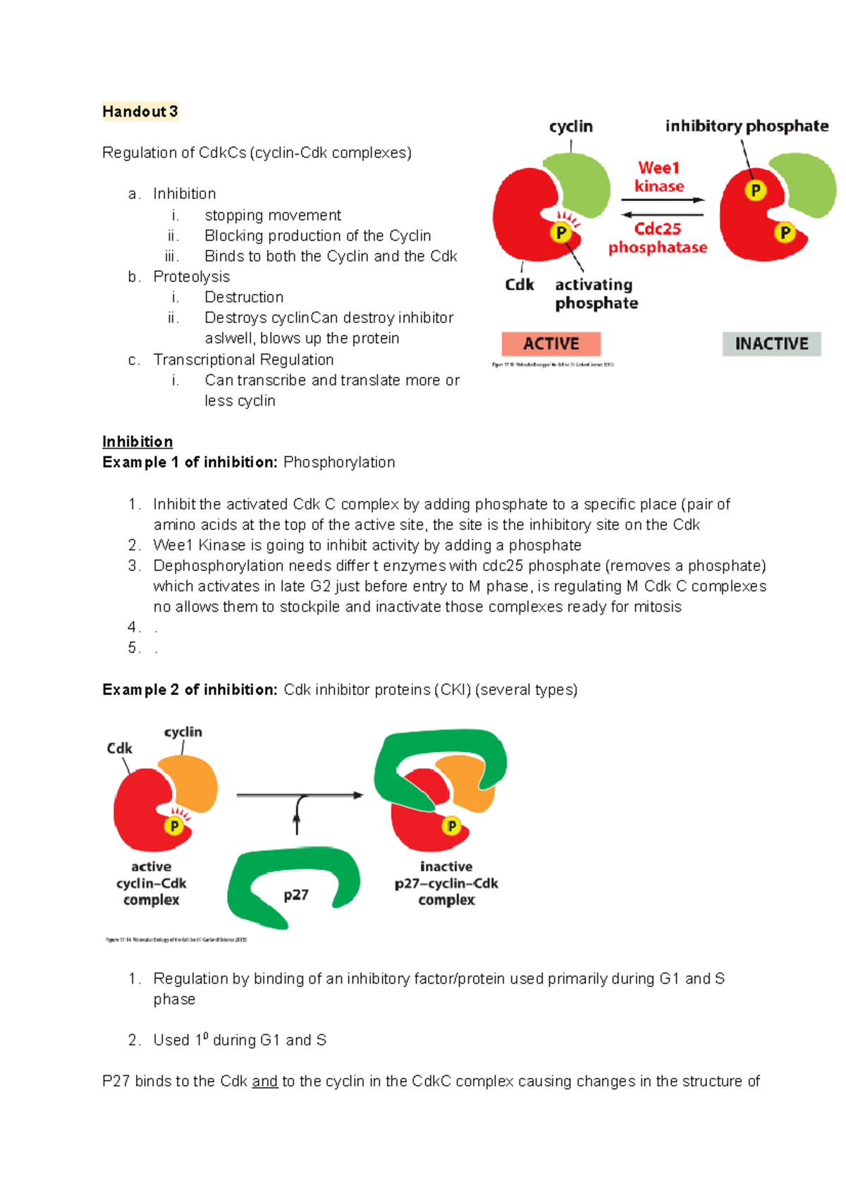 BIOL 252 Handout 3-4 - Handout 3 Regulation of CdkCs (cyclin-Cdk ...
